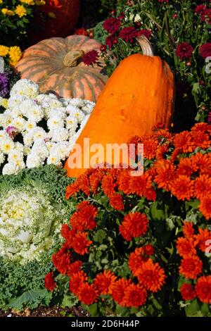Decorative display of pumpkins, squashes and flowers in the fall Stock ...