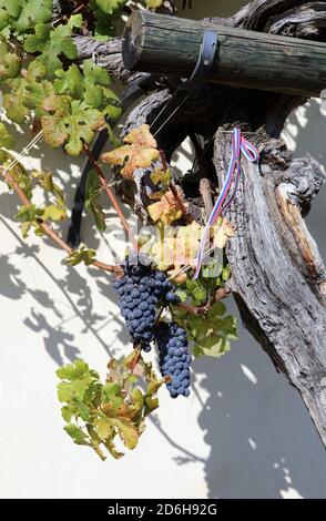 The worlds oldest grape producing vine at Maribor in Slovenia Stock ...