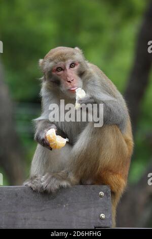 Big monkey eating an orange fruit in the jungle Stock Photo - Alamy