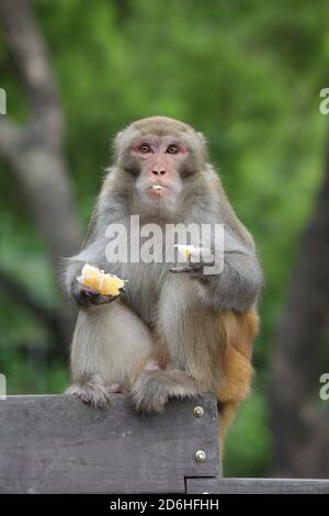 Big monkey eating an orange fruit in the jungle Stock Photo - Alamy