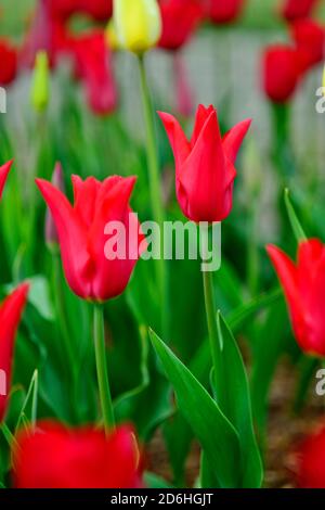 Purple tulip in a flowerbed lit by the sunlight seen up close Stock ...