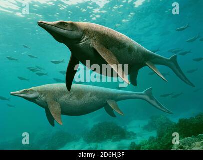 Guanlingsaurus, an extinct genus of shastasaurid ichthyosaur from the ...
