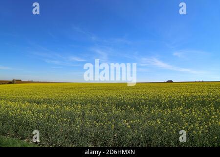 Closeup shot of a cultivated colorful raps field Stock Photo - Alamy