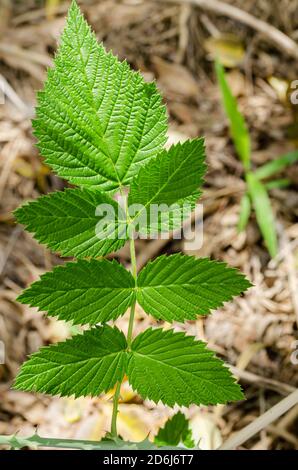 Pinnately Compound Leaves Of Raspberry Stock Photo - Alamy