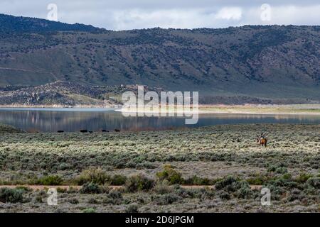 Cowboy herding cattle during a cattle drive along Catlow Valley Road in ...