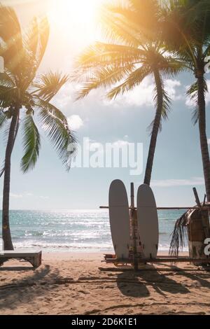 Surfboards beside coconut trees at summer beach with sunset light ...