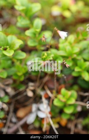 Twinflower (Linnaea borealis) close-up of single flower photographed ...