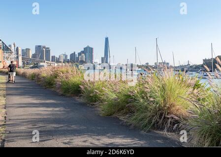 A low hedge of Nafray (Pennisetum alopecuroides) borders a path in the ...