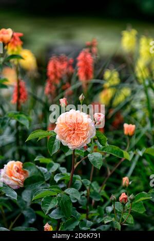 rosa port sunlight,rose port sunlight,apricot flowers,apricot roses ...