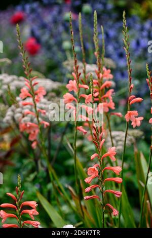 Watsonia pyramidata Peach Glow,Bugle lily,orange,flower,flowers,spike ...