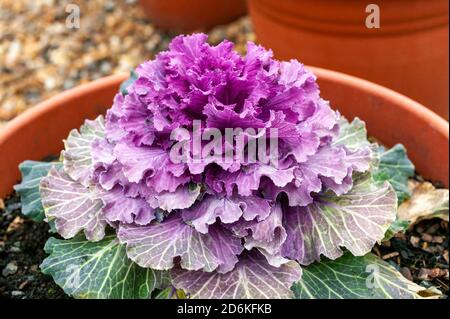 Ornamental cabbage 'Purple Pigeon' Stock Photo - Alamy