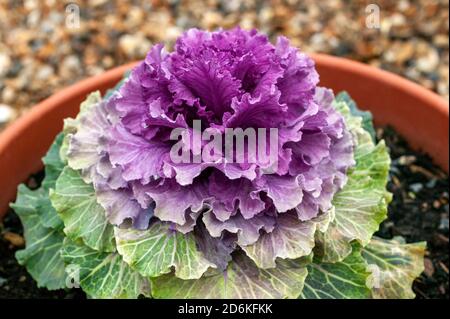 Ornamental cabbage 'Purple Pigeon' Stock Photo - Alamy