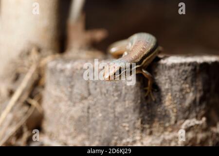 Elegant Rainbow Skink (Carlia decora) female Stock Photo - Alamy
