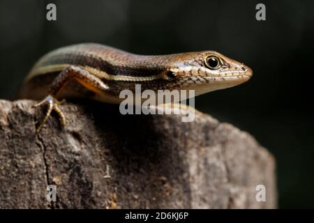 Elegant Rainbow Skink Carlia decora, female Stock Photo - Alamy