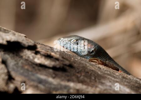 Elegant Rainbow Skink (Carlia decora) female Stock Photo - Alamy