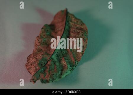 Beautiful faded old leaf in colorful light on a black. Minimalism retro ...