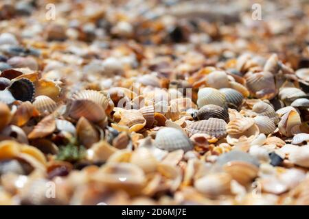 Many different sea shells and starfish on beach sand Stock Photo - Alamy