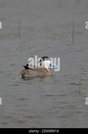 Puna teal (Anas puna) adult male, swimming, in captivity Stock Photo ...