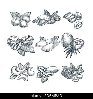 Hand drawn nuts doodle set. Collection pencil chalk drawing sketches of ...