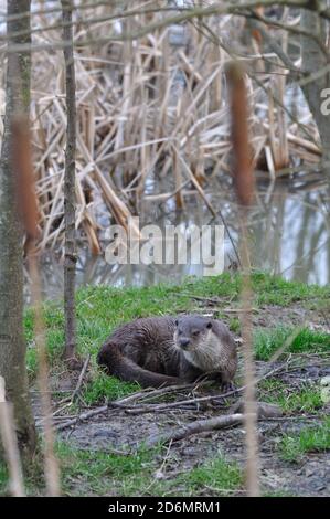 Native British wildlife: European Otter (Lutra lutra) swimming on its ...