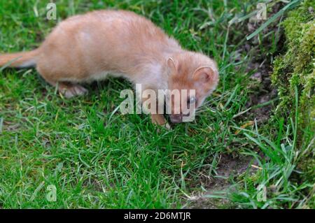 British Mustelidae Weasels Stock Photo - Alamy