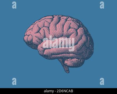 Blue and green engraving brain side view illustration old style on ...
