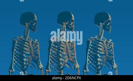 side view standing skeleton of human body Stock Photo - Alamy
