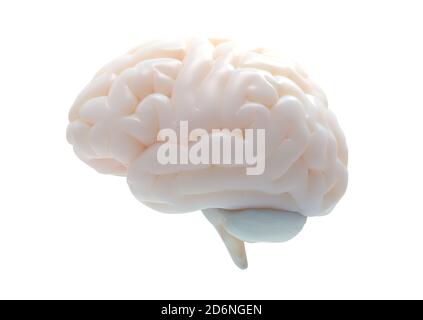 Brain model with lateral view isolated inside laboratory showing all ...