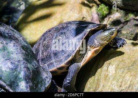 Chinese stripe-necked turtle, Mauremys (Ocadia) sinensis Stock Photo ...