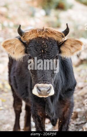 Symbol of 2021: a young curious bull with small horns Stock Photo - Alamy