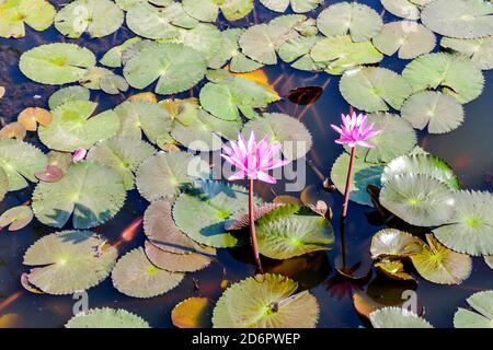 background with water lilies, digital photo picture as a background ...