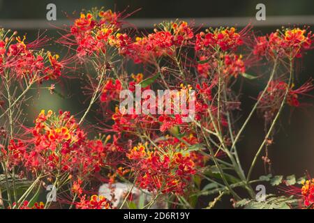 Royal poinciana gold mohar, or gold more ,Delonix regia is a species of ...