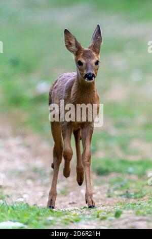 roe deer kid Stock Photo - Alamy