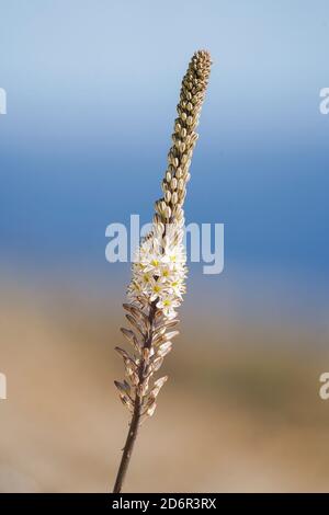 Sea squill or maritime squill, Drimia maritima (Urginea scilla ...