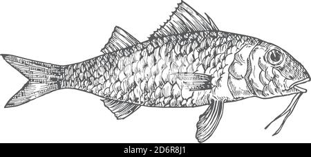 Drawing sketch style illustration of a mullet or grey mullet from a ...