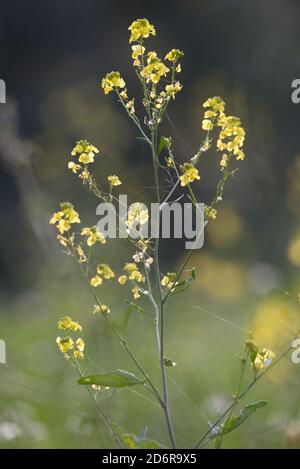 mustard family (Brassicaceae Stock Photo - Alamy