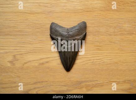 Otodus megalodon, extinct species of prehistoric mackerel shark ...