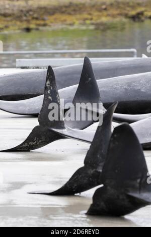 Whaling ( Grindadrap ) Long Finned Pilot Whale (globicephala melas) on ...