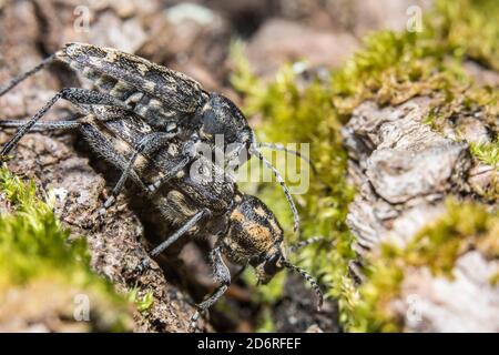Aspen zebra beetle, Rustic borer (Xylotrechus rusticus, Rusticoclytus ...