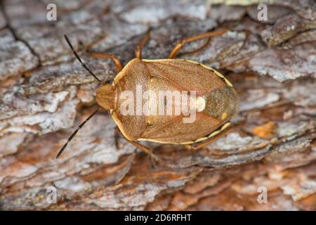 Shield bug (Chlorochroa pinicola Stock Photo - Alamy