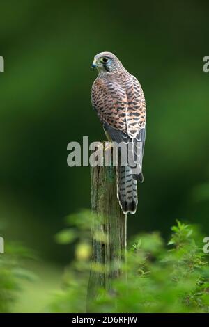 British Kestrel, full length on glove with wings extended. (20 of 33 ...
