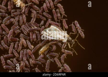 common black freshwater springtail (Podura aquatica), macro shot of an ...