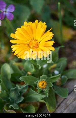 fresh orange inflorescence (Calendula officinalis) on white Stock Photo ...