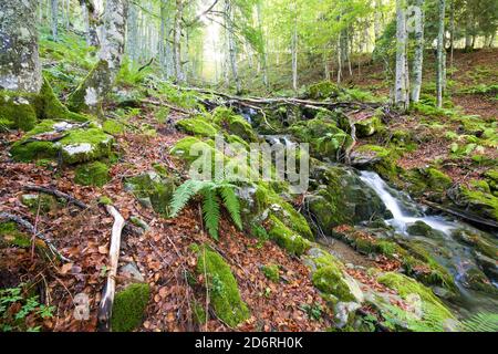 River in Sansanet forest, Aspe Valley, Pyrenees in France Stock Photo ...