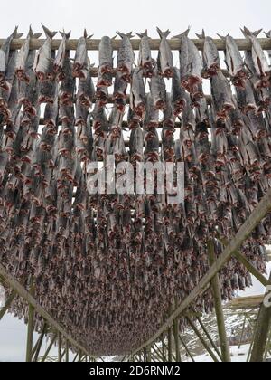 Stockfish (cod) in winter time in Reine, Lofoten Islands, Norway Stock ...