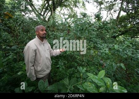 A semi-forest coffee tree growing in Ethiopia's Kaffa region, the ...