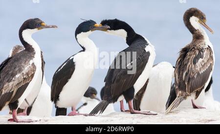 Imperial Shag also called King Shag, blue-eyed Shag, blue-eyed ...