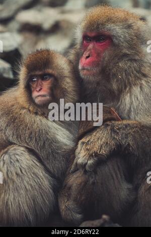 Adult and baby Japanese macaques cuddling tenderly while sitting on ...