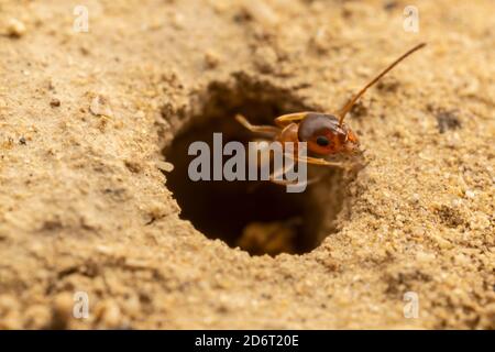 A Pyramid Ant (Dorymyrmex flavus) worker at the entrance to its ...