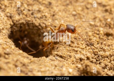 A Pyramid Ant (Dorymyrmex flavus) worker at the entrance to its ...